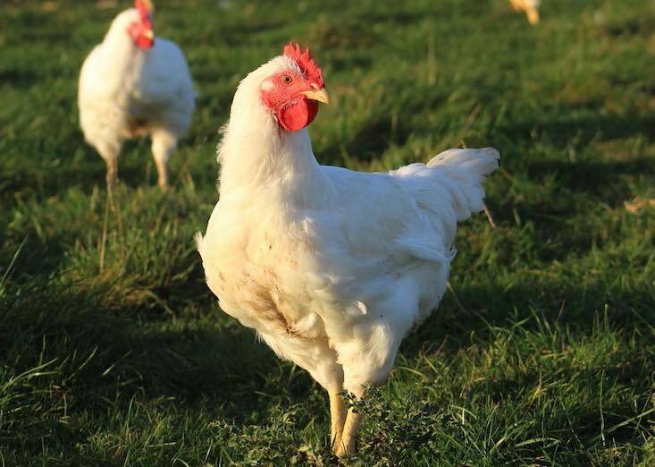 Australian Free Range Chicken Drumsticks | Buy Free Range Chicken ...